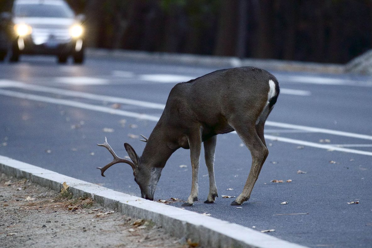 What to Do If You Hit a Deer with Your Car | Capital One Auto Navigator